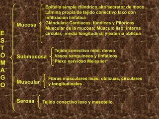 Histología_Digestivo.ppt