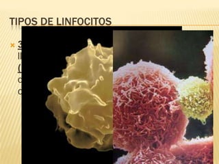 Serie linfoide | PPTX