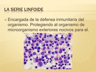 Serie linfoide | PPTX
