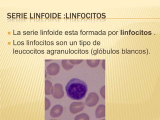 Serie linfoide | PPTX