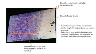 Histología Lab primera y segunda clase-2.pptx