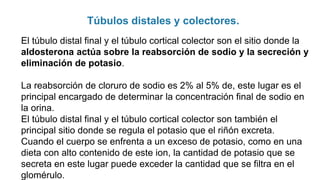 Fisiopatologia del sistema renal. Mecanismos de formacion de la orina ...