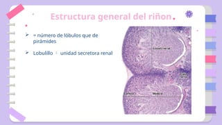 Histología renal.....................pptx