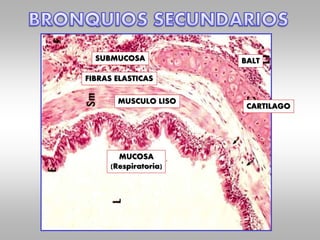 Histología respiratoria | PPTX