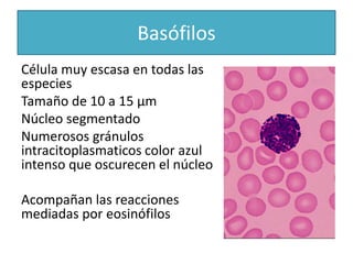 Histología sangre | PPTX