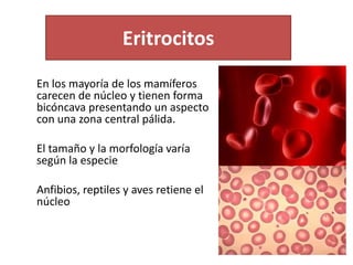 Histología sangre | PPTX
