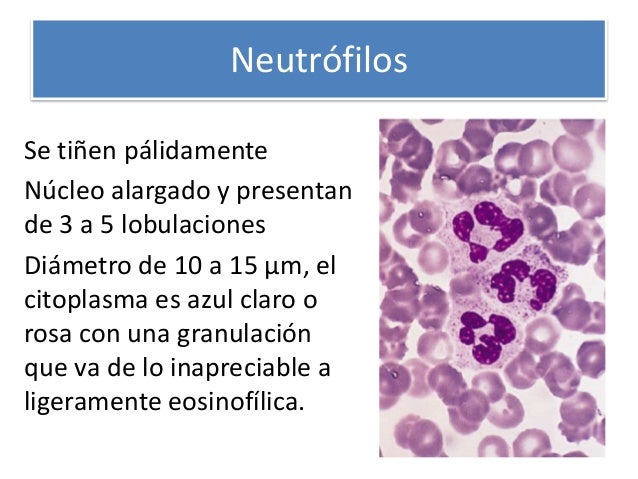 Histología sangre