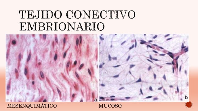 Histología tejido conectivo