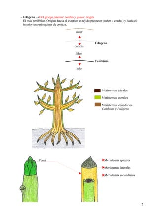 Histología vegetal | ODT