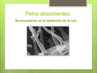 Visu Histología vegetal | PPTX