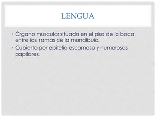 Histología veterinaria sistema digestivo | PPTX