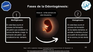 Histología y embriología dentinaria | PPTX