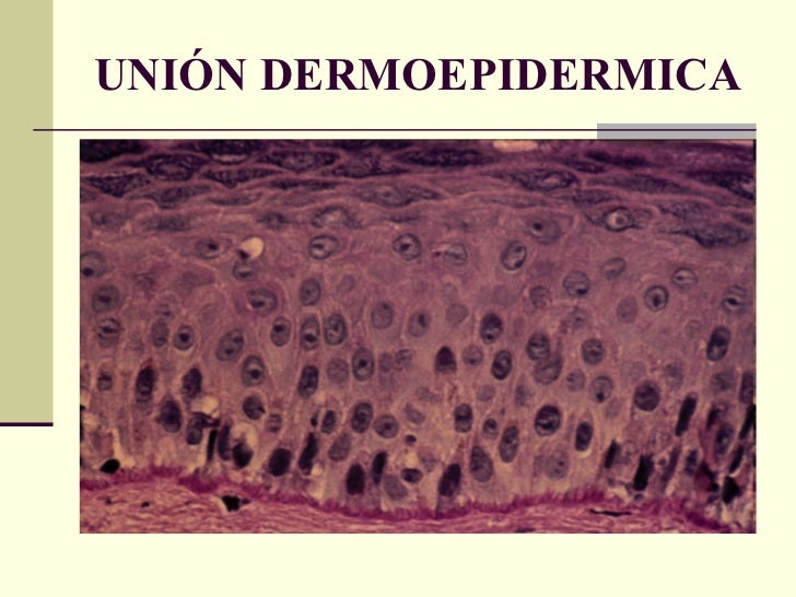 Histología y fisiología de la piel