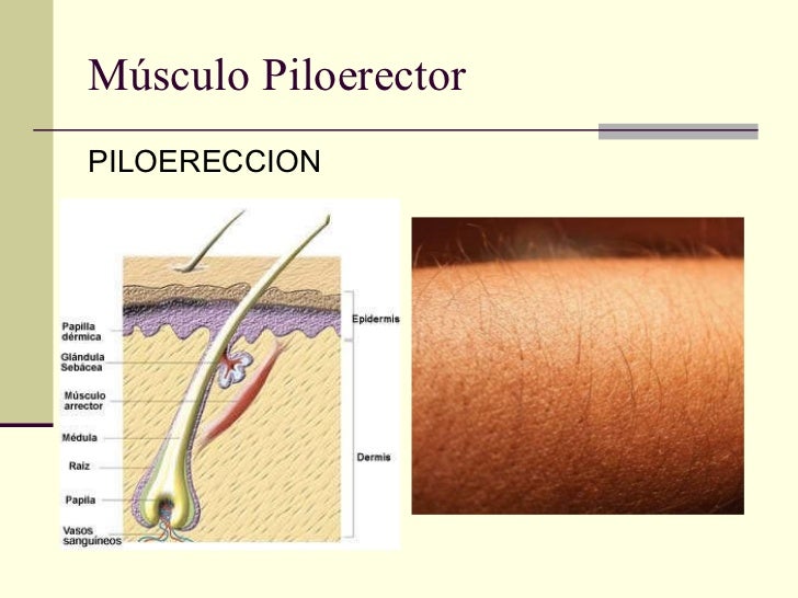 Histología y fisiología de la piel