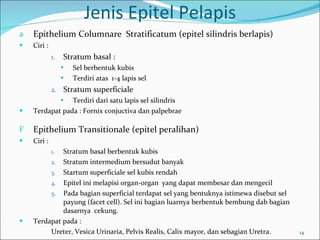 Histologi | PPT