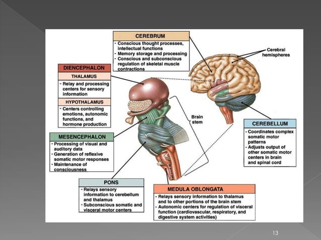 INES GUSTI PEBRI - JARINGAN SARAF | PPT
