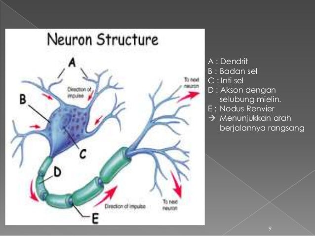INES GUSTI PEBRI - JARINGAN SARAF