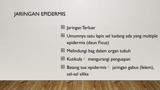 Histologi tanaman sel dan jaringan tanaman | PPTX