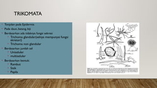 Histologi tanaman sel dan jaringan tanaman | PPTX