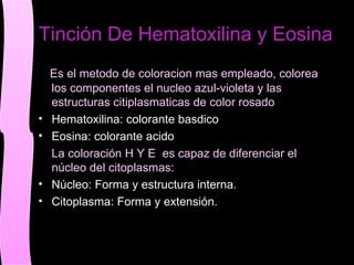 LAMINAS HISTOLOGICAS - PREPARACION | PPT