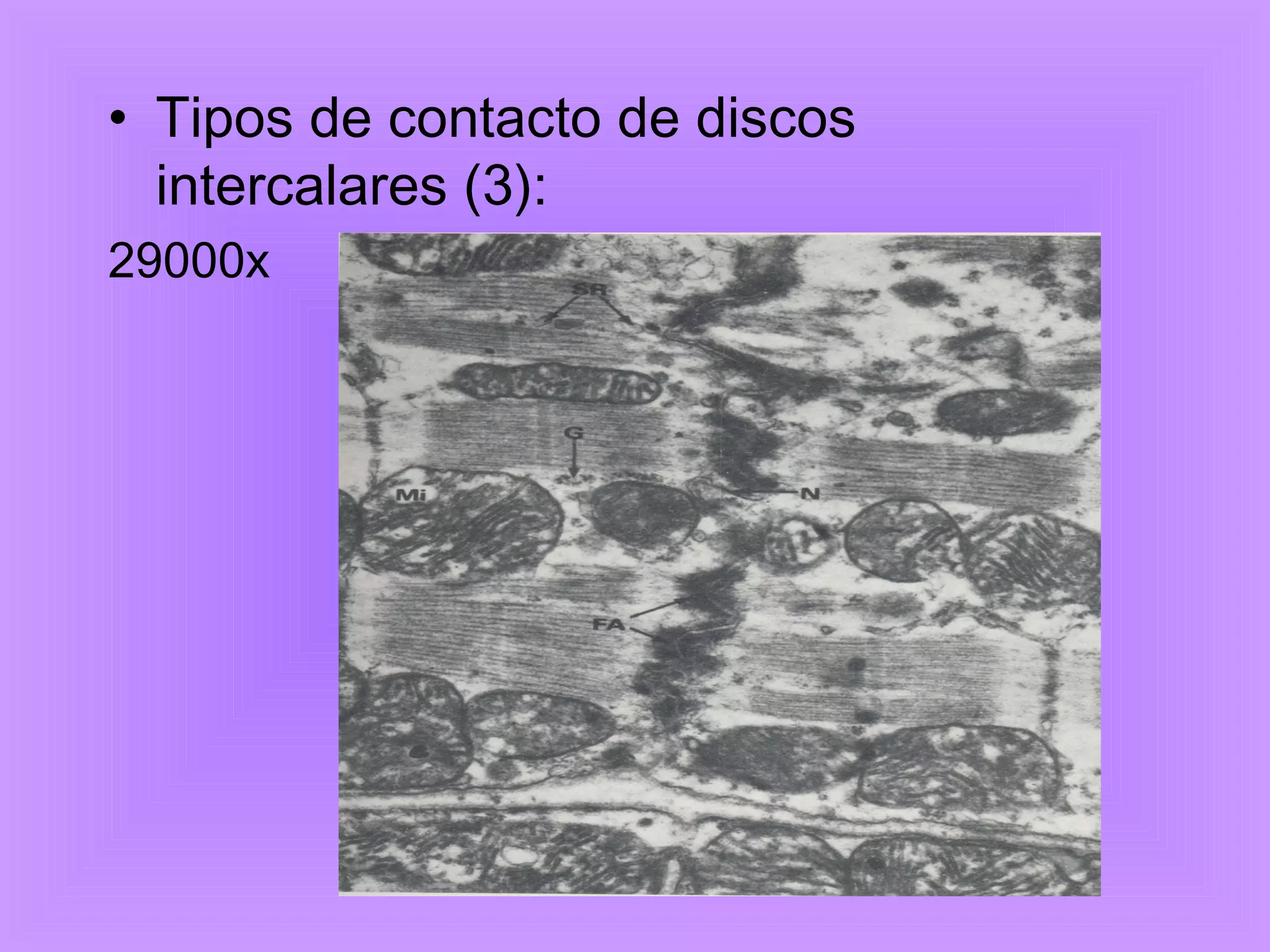 Histología; Musculo estriado cardíaco: Miocardio. | PPT