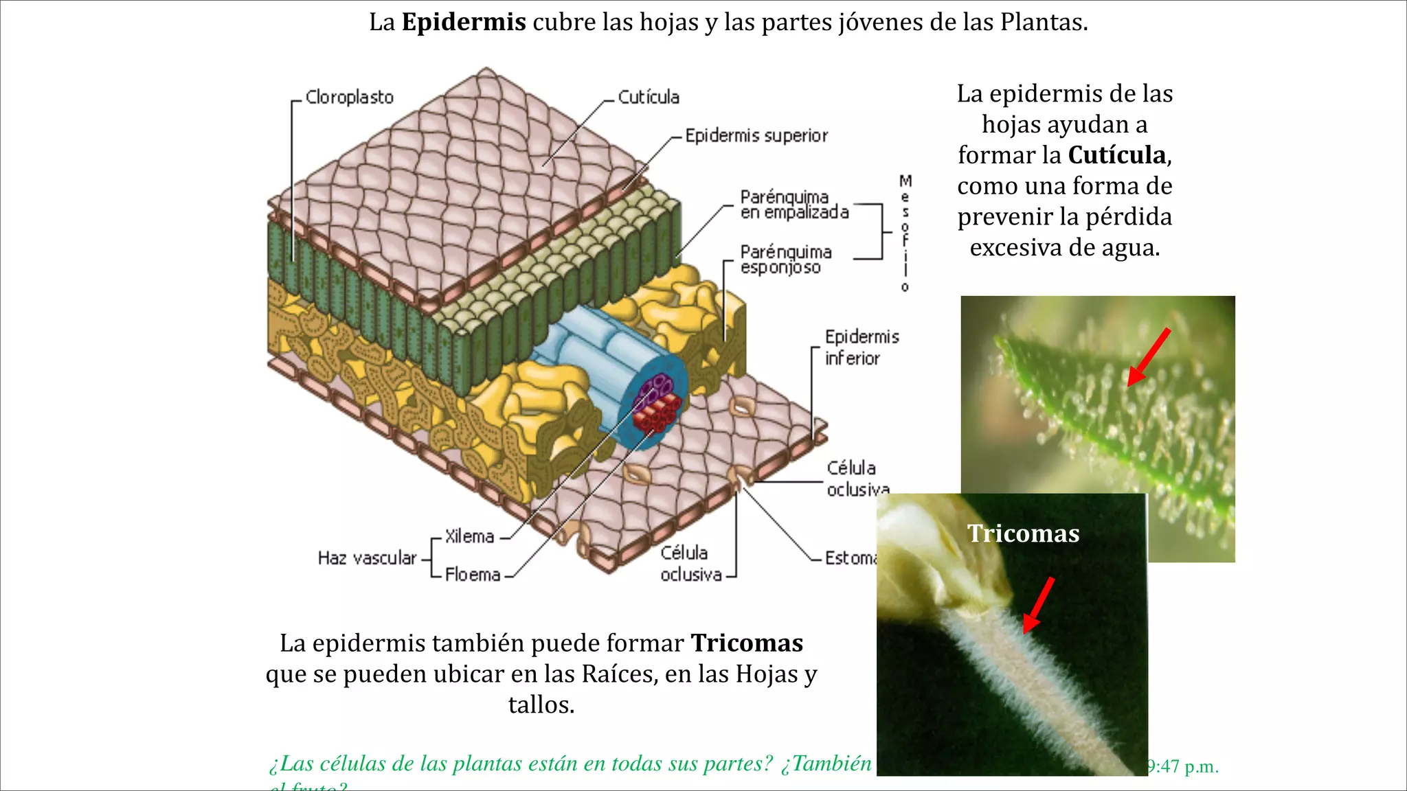 Histología | PDF