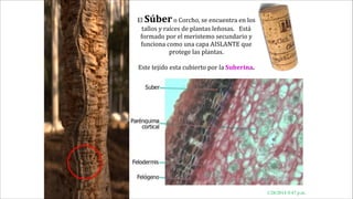Histología | PDF