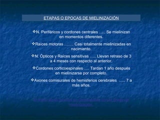 Histologia Sistema Motor | PPT