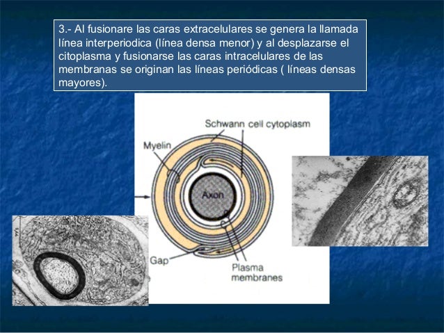 Histologia Sistema Motor