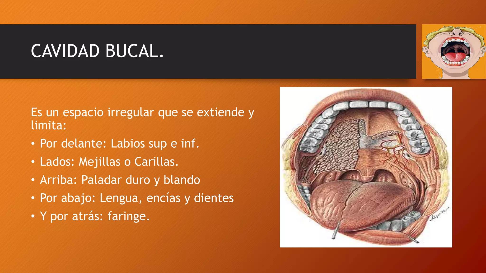 Cavidad bucal- Anatomía, histología.