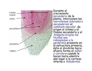 Histología (Prof. Verónica Rosso) | PDF