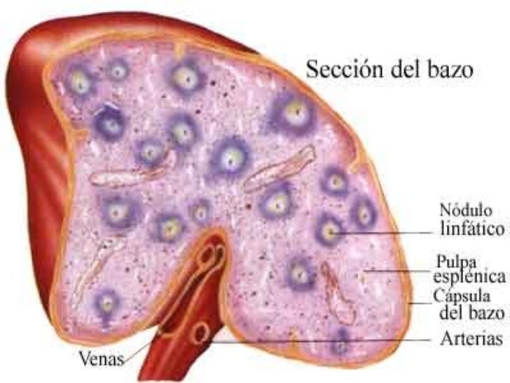 Histologia Bazo