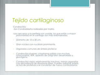 Histologia de Cartílago | PPT