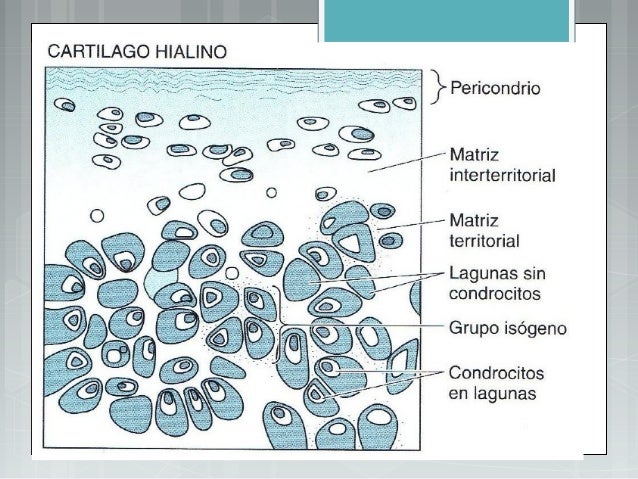 Histologia de Cartílago