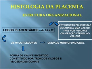 Histologia Da Placenta | PPT