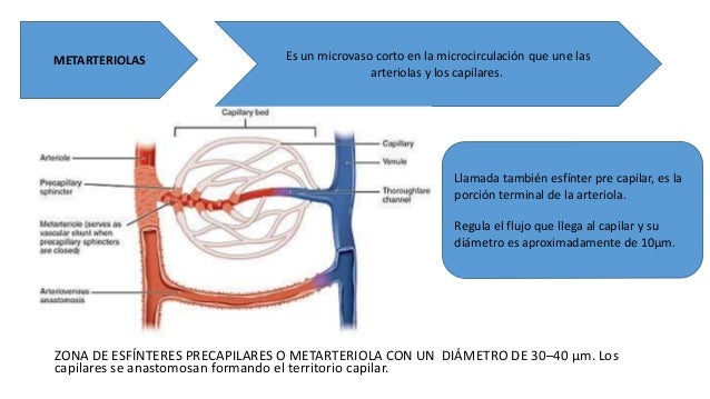 Histología, Cardiología