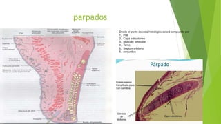HISTOLOGIA DE ORGANOS DE LOS SENTIDOS (OJO) | PDF