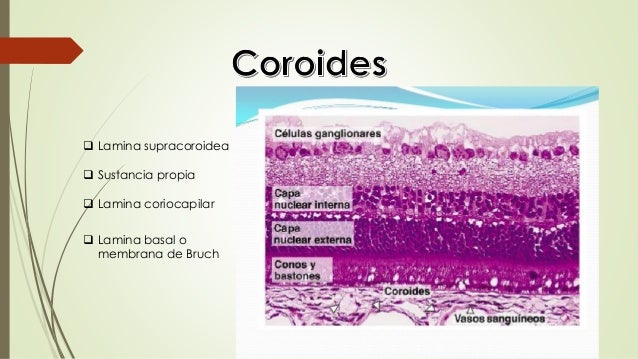 HISTOLOGIA DE ORGANOS DE LOS SENTIDOS (OJO)