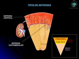 Histologia Del Riñon | PPT