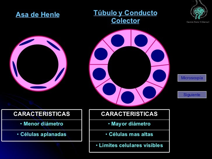 Histologia Del Riñon