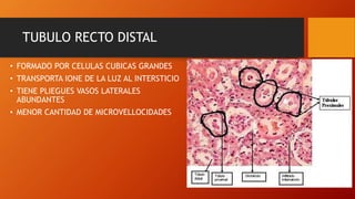 Histologia del sistema urinario | PPTX