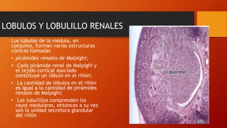 Histologia del sistema urinario | PPTX