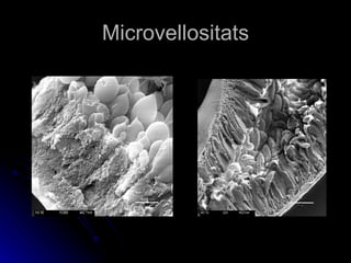 Histologia epitelial | PPT