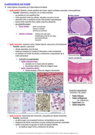 Espesor Del Tejido Desigual En Histologia Online | emergencydentistry.com