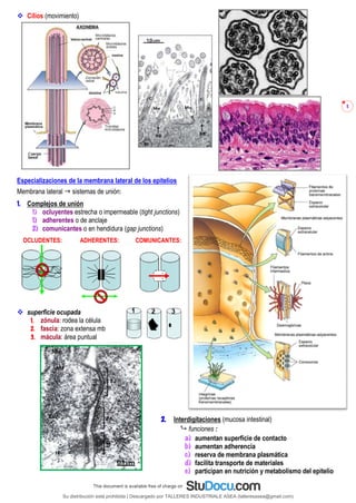 Espesor Del Tejido Desigual En Histologia Online | emergencydentistry.com