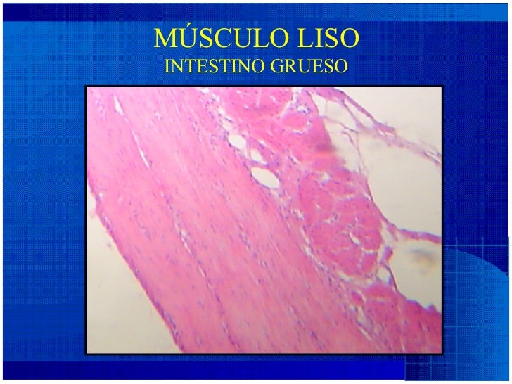 Histologia Imagenes