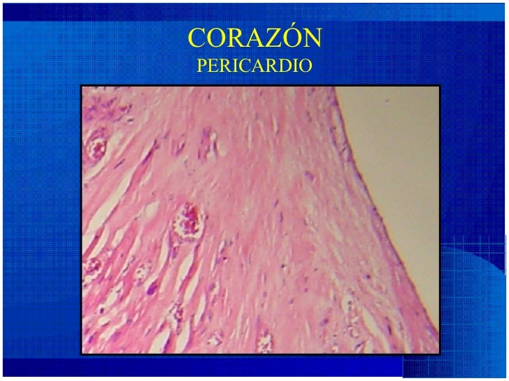 Histologia Imagenes