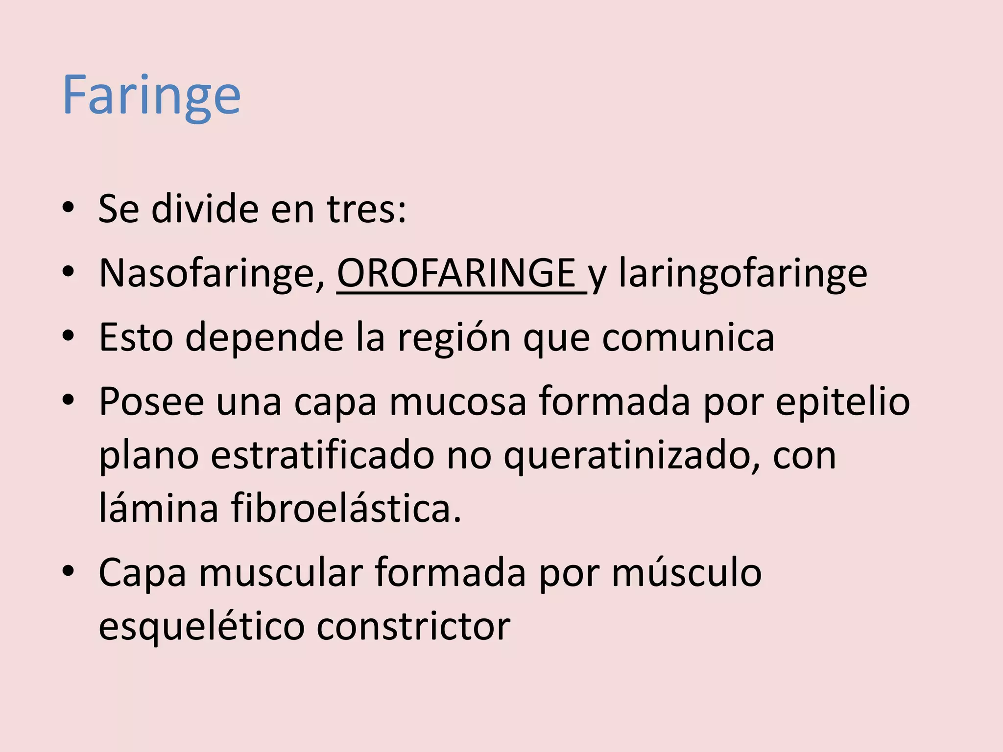 Histologia sistema digestivo completo | PPTX