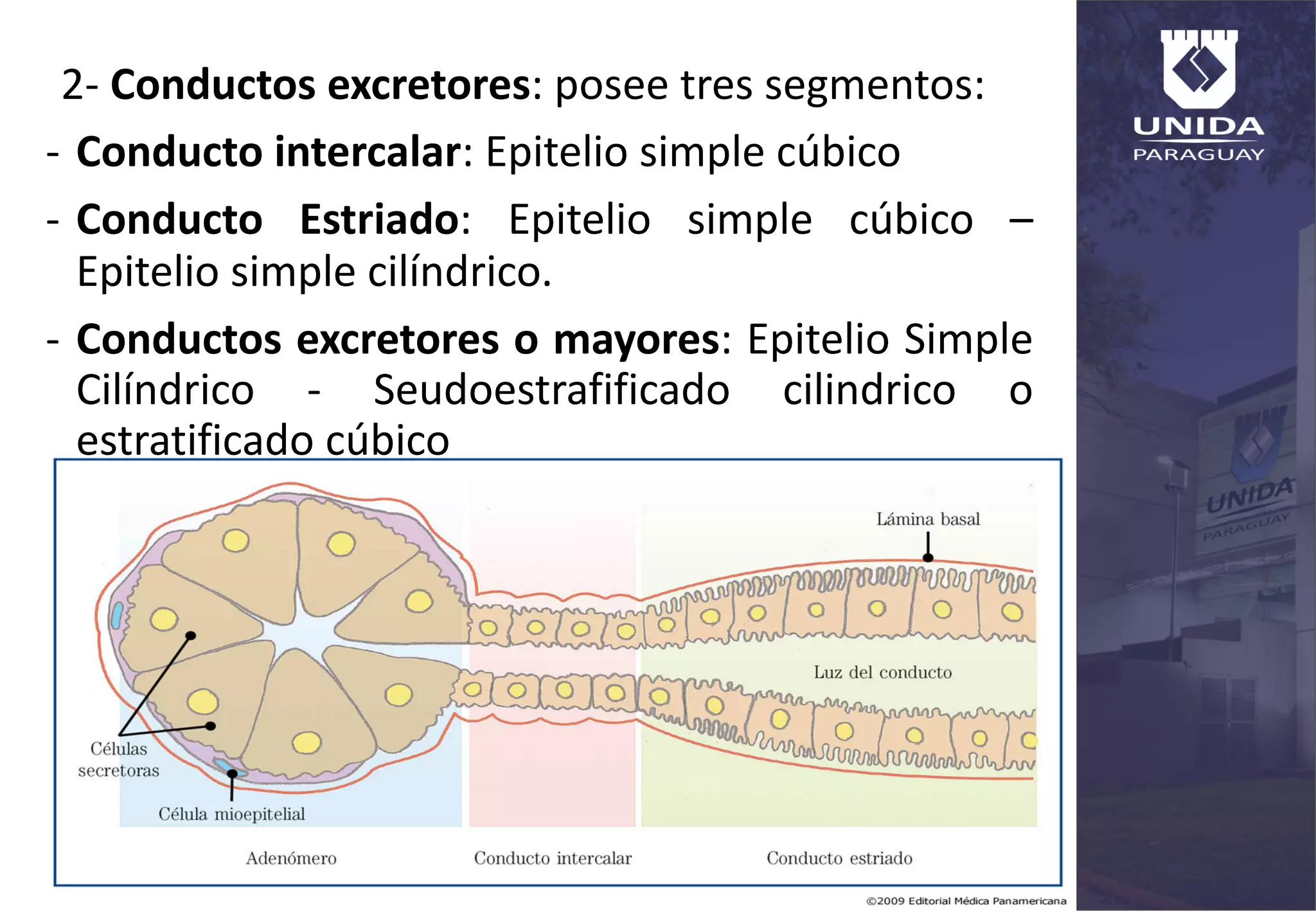 HISTOLOGIA- SISTEMA DIGESTIVO I.pdf