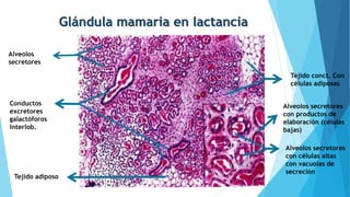 Histología: Sistema genital femenino | PPTX